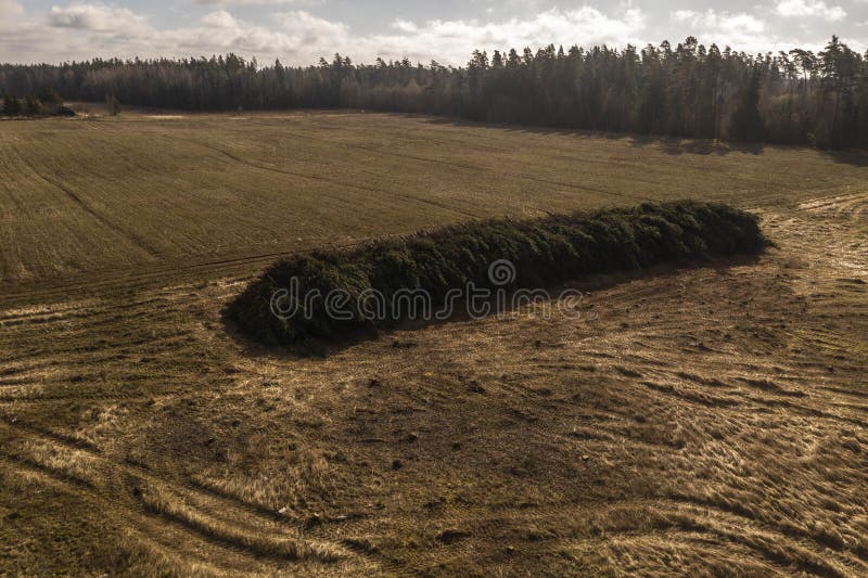 Drone Top Down View of Cut Spruce Trees Stock Image - Image of ...