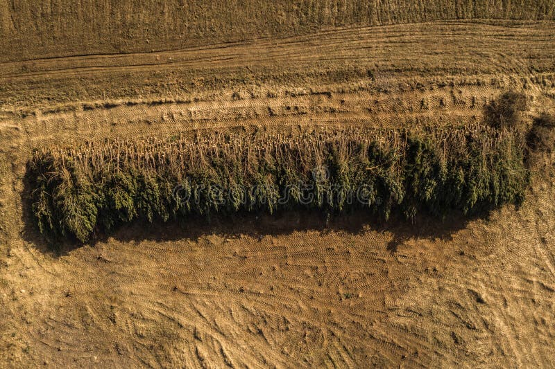 Drone Top Down View of Cut Spruce Trees Stock Image - Image of slice ...