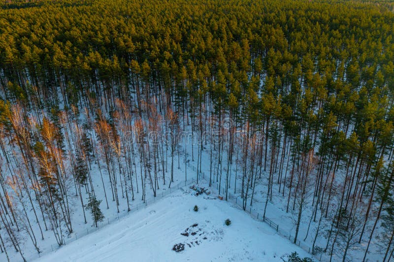 Drone Top View of Beautiful Pine Forest. Trees in Sunlight. Winter ...