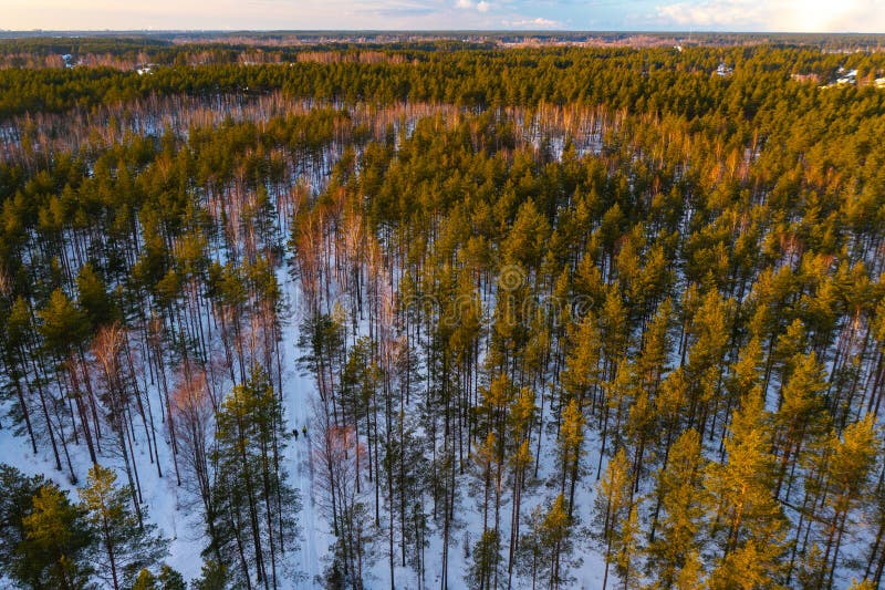 Drone Top View of Beautiful Pine Forest. Trees in Sunlight. Winter ...