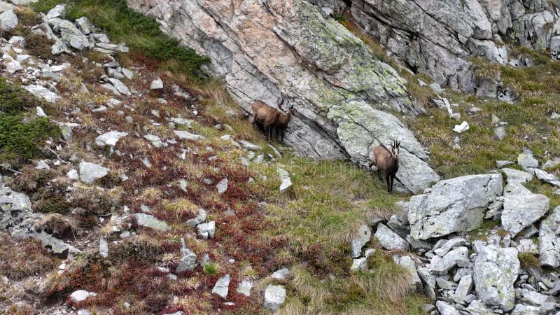 A Drone Tracking View of a Herd of Wild Mountain Goats Running the ...