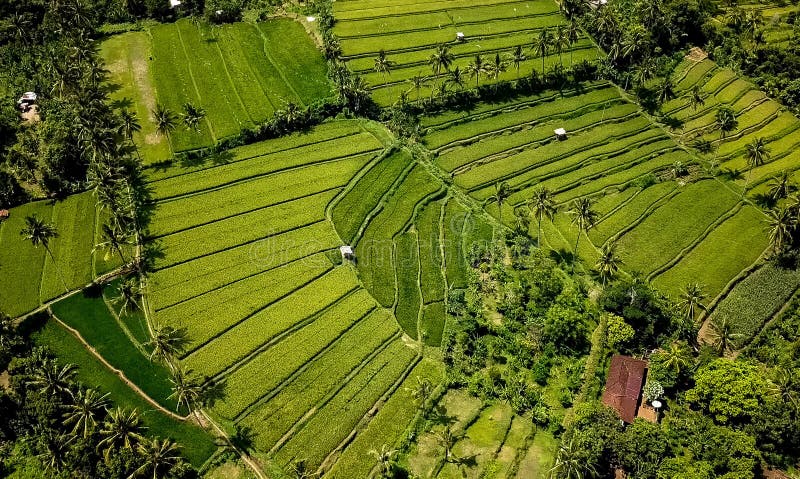 Rice fields from the top stock photo. Image of bali - 121116930