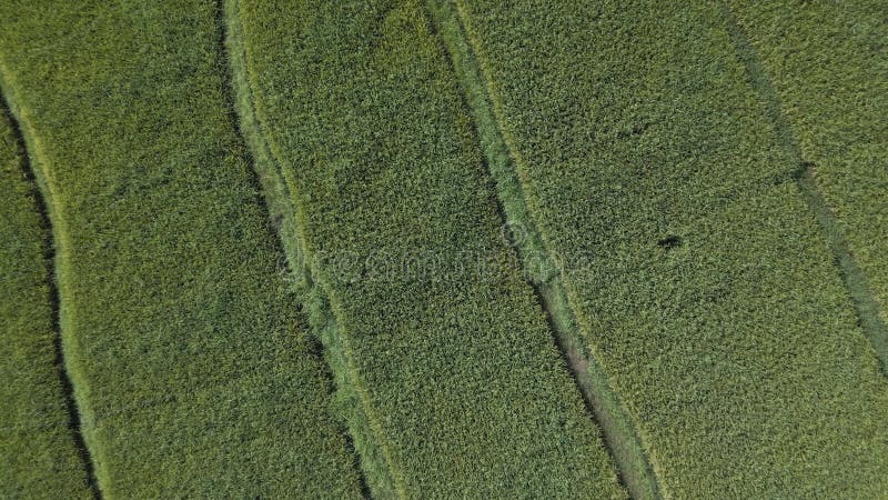 Aerial View of Rice Field, Drone Moving Rotation Stock Video - Video of ...