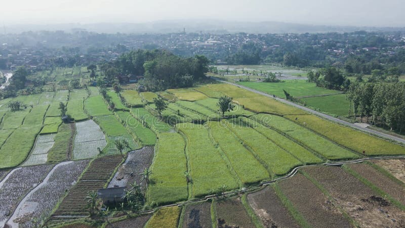 Aerial view of ricefield stock footage. Video of hill - 345724858