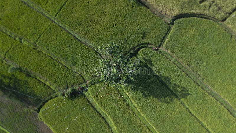 Aerial view of rice field stock footage. Video of issues - 345660880