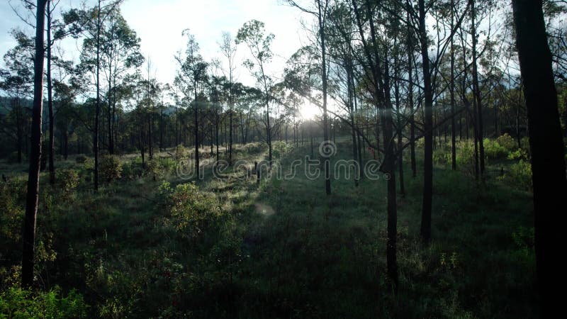 Drone Video Slowly Moving Forward through the Forest Stock Video ...