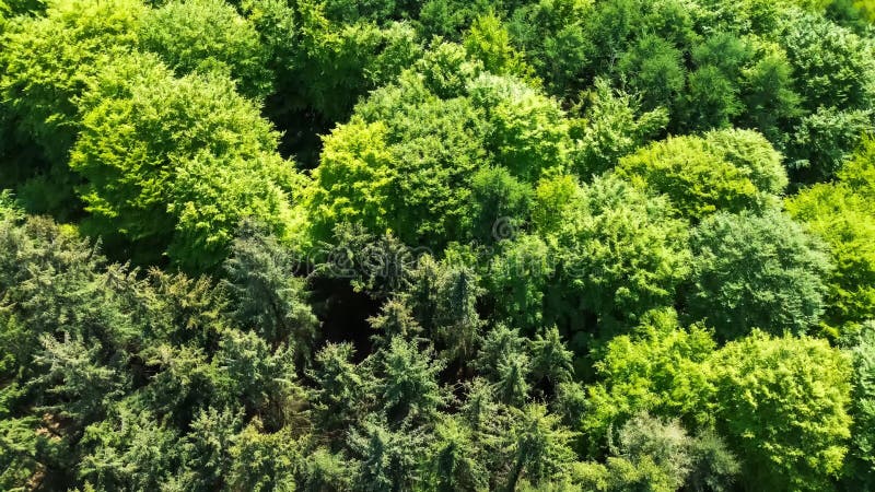 Drone View from Above of Green Mixed Forests in Northern Germany Stock ...