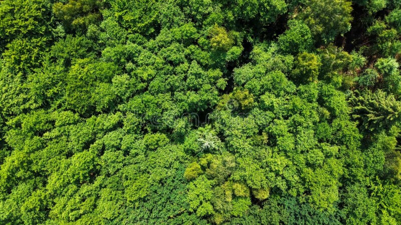 Drone View from Above of Green Mixed Forests in Northern Germany Stock ...