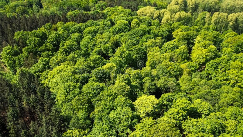 Drone View from Above of Green Mixed Forests in Northern Germany Stock ...