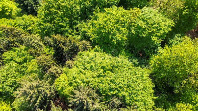 Drone View from Above of Green Mixed Forests in Northern Germany Stock ...