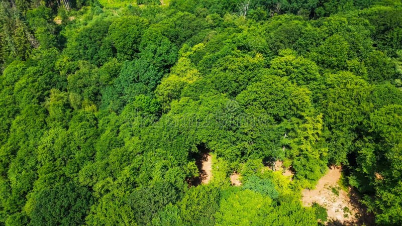 Drone View from Above of Green Mixed Forests in Northern Germany Stock ...