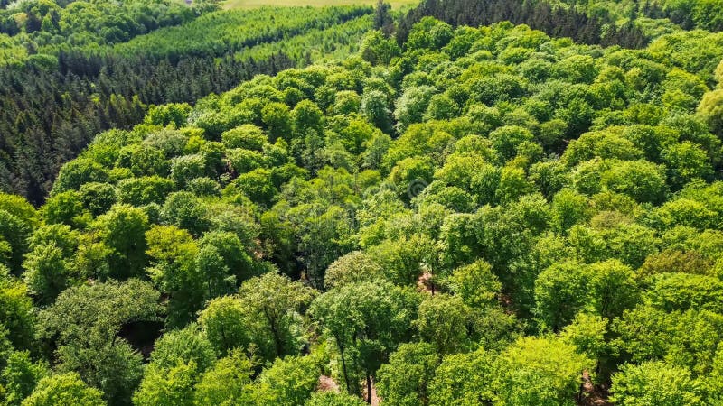 Drone View from Above of Green Mixed Forests in Northern Germany Stock ...