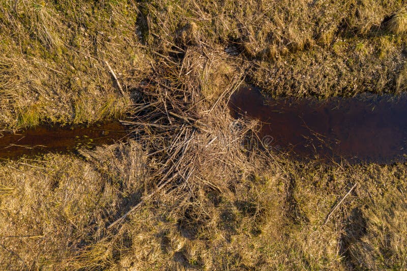 Drone View of Beaver Dam in Small River during Spring Sunny Day Stock ...