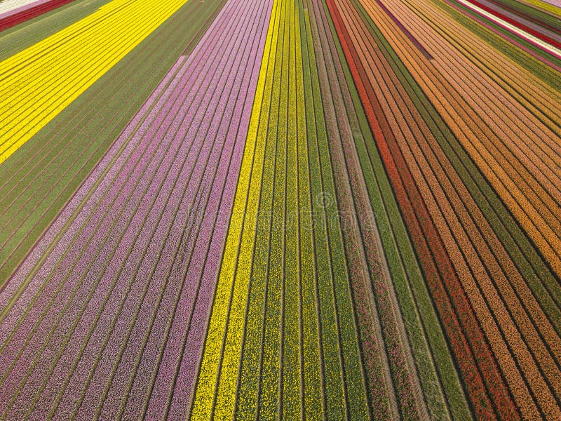 Drone View, Multicolor Dutch Tulip Fields Stock Image - Image of ...