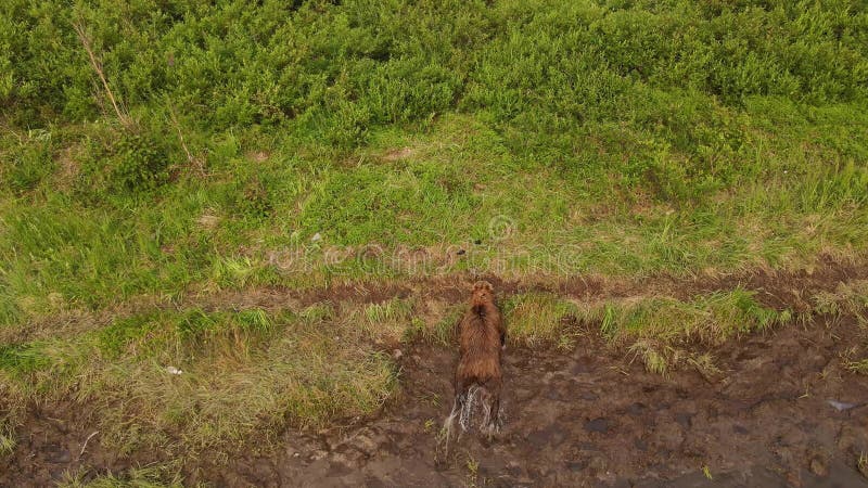 Brown Bear Fishing in a River. a Powerful and Nimble Predator Stock ...