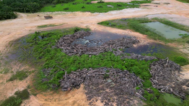 Drone View Dead Oil Palm Tree Pile Stock Footage - Video of view ...