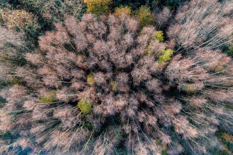Drone View of a Deciduous Forest in Autumn Season Stock Image - Image ...