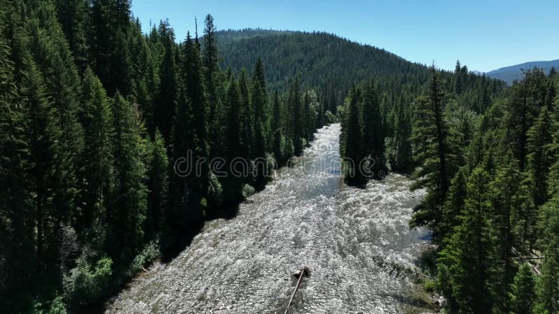 Drone View of Fast-flowing River Passing through Rocks, Dense Pine ...