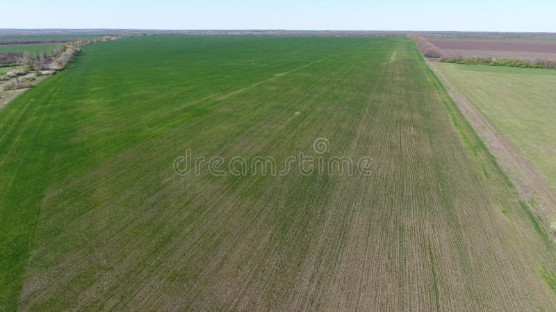 Drone View of a Field of Winter Wheat Spoiled by Pests Stock Footage ...