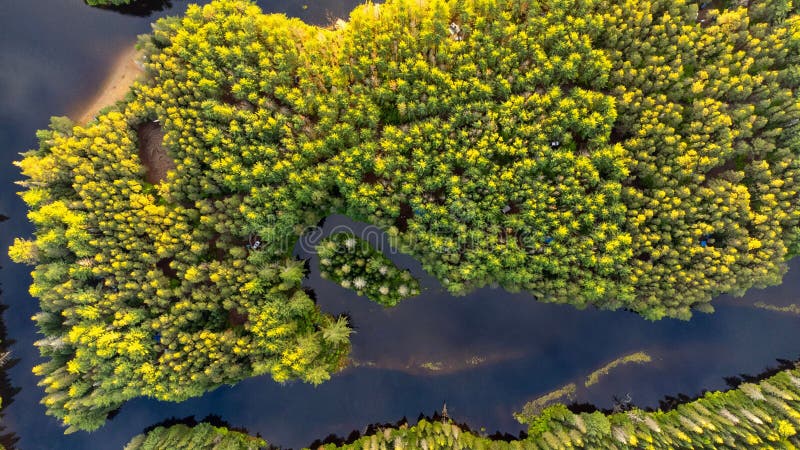Drone View of the Forest in Algonquin Park, Canada with Green Trees and ...