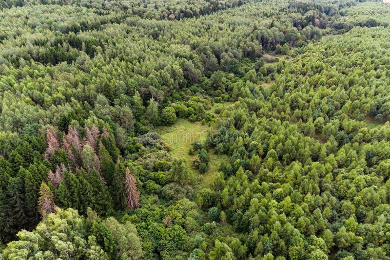 Drone View of the Forest Landscape Extending into the Distance Stock ...