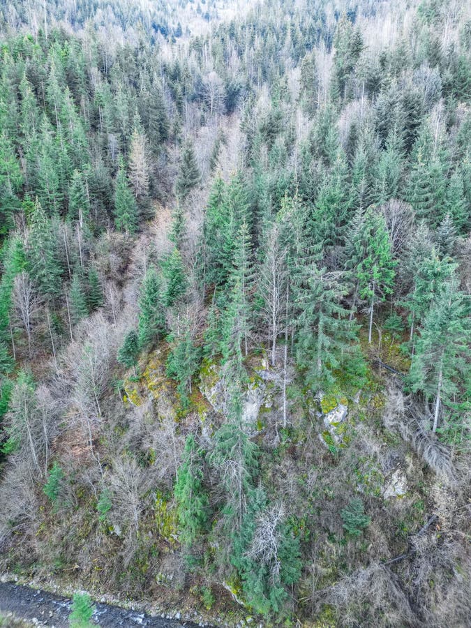 Drone View of Forest Trees Near a River Stock Photo - Image of hills ...
