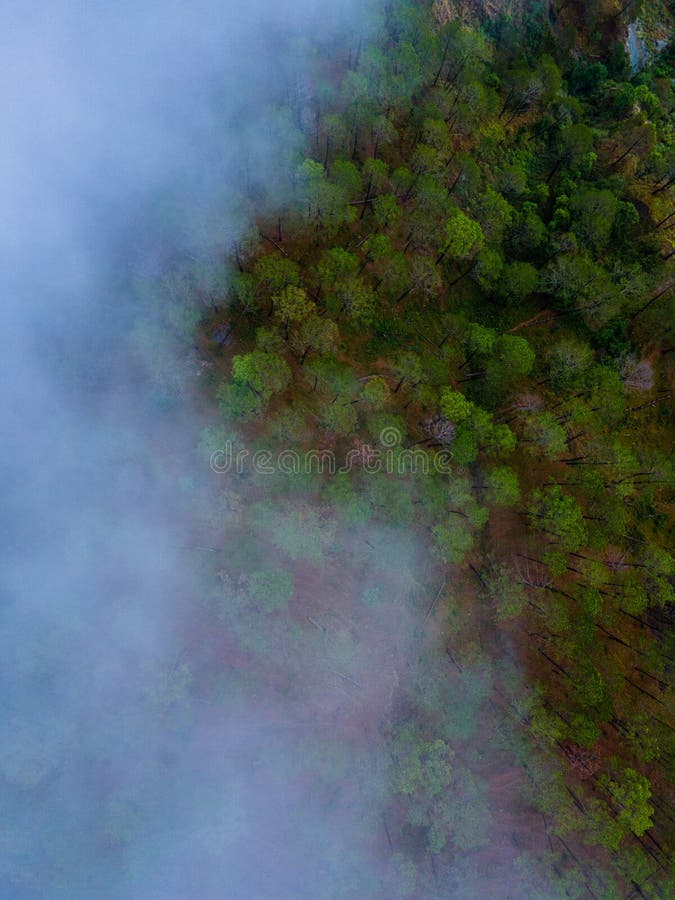 Drone View of Forest Treetops Stock Photo - Image of shot, dense: 353132432