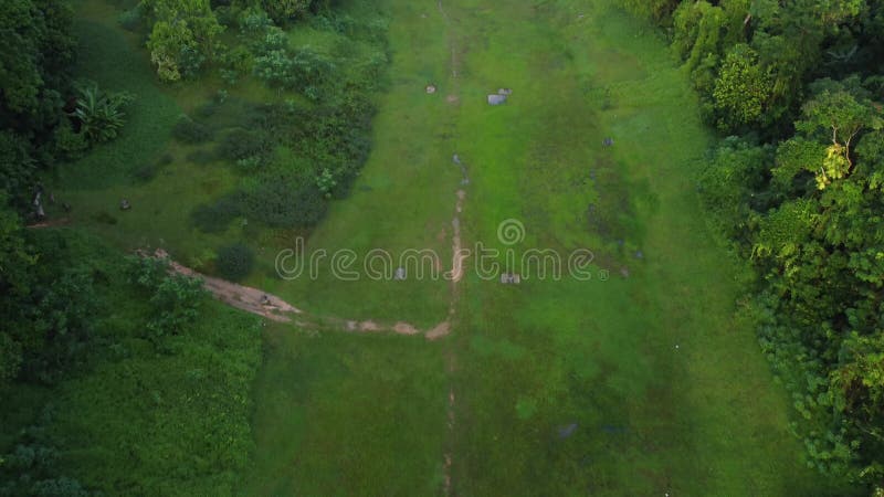 Drone View of a Green Forest and Its Clearing Stock Footage - Video of ...