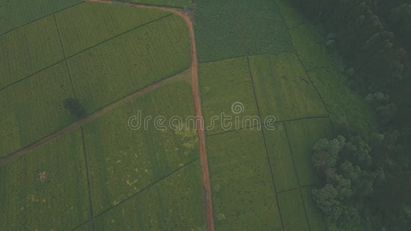 Drone View of a Green Land Patch of Limuru in Kenya Stock Video - Video ...