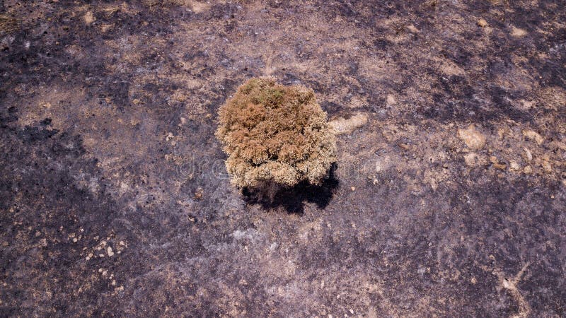 Drone View on a Green Tree on a Post Forest Fire-scorched Land. Stock ...
