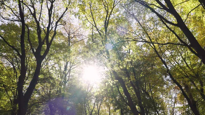 Drone View Inside a Green Forest during an Early Autumn Stock Footage ...