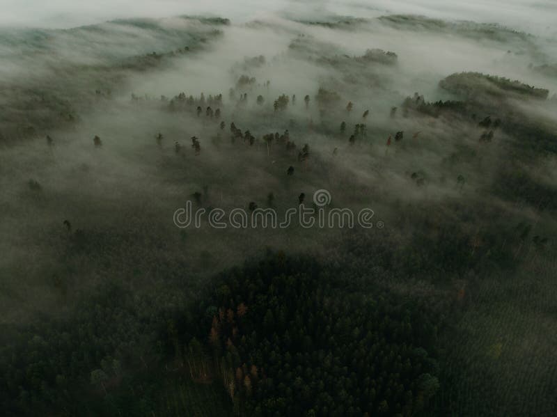 Drone View of Mist and Fog Forming Over a Forest Stock Photo - Image of ...