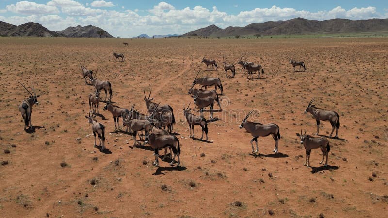 Drone View of Oryx Herd in Arid Landscape with Mountains and Cloudy Sky ...