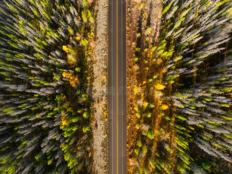 A Drone View of a Road in the Middle of a Forest. a Straight Road among ...