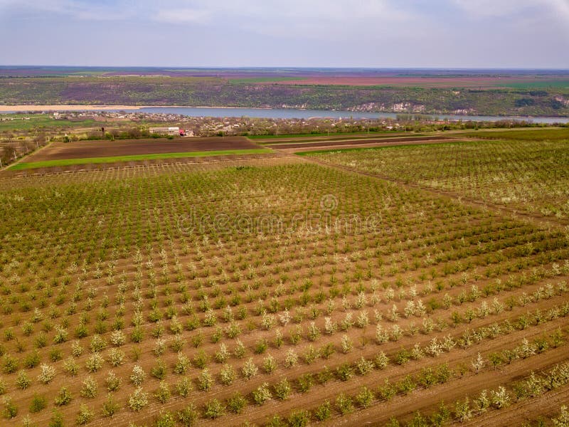 Drone View of the Spring Apple Garden Stock Image - Image of food ...