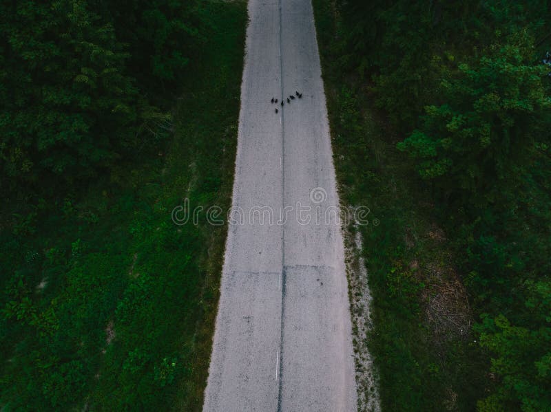 Drone View of a a Straight Asphalt Road in Greenery Stock Image - Image ...