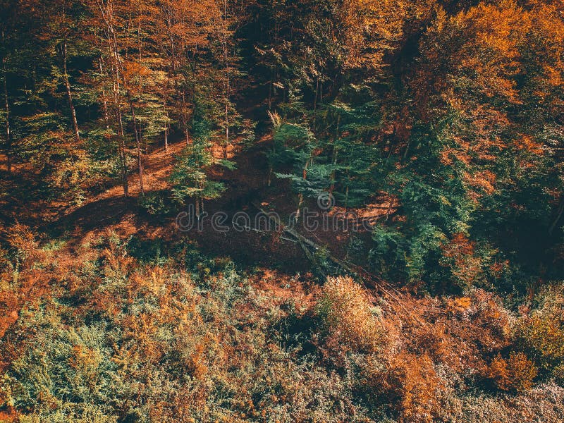 Drone View of Stunning Colorful Autumn Fall Forest at Sunset Stock ...