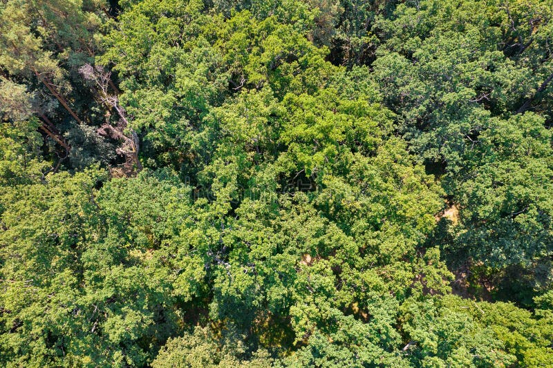 Drone View of the Summer Deciduous Oak and Pine Forest Stock Image ...