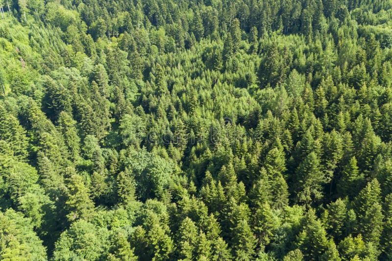 Drone View of a Summer Forest, Showing the Vibrant Green Foliage and ...