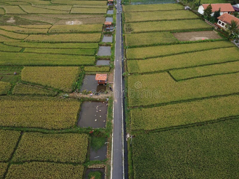 The Drone View of Svarga Minipadi in Banyumas Regency Editorial Photo ...