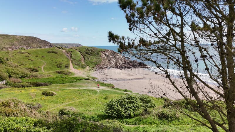 Drone View of Tree Branch Shadows Swaying in the Wind with Greenery ...
