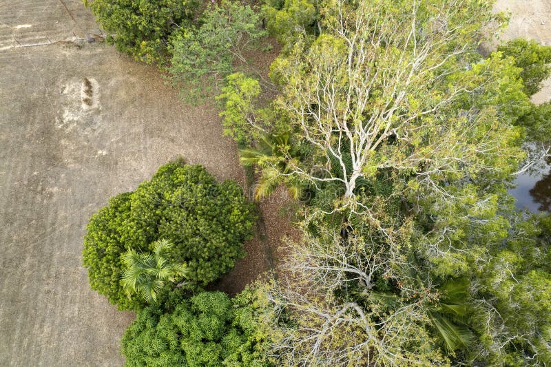 Drone View through Tree Branches Stock Image - Image of looking ...