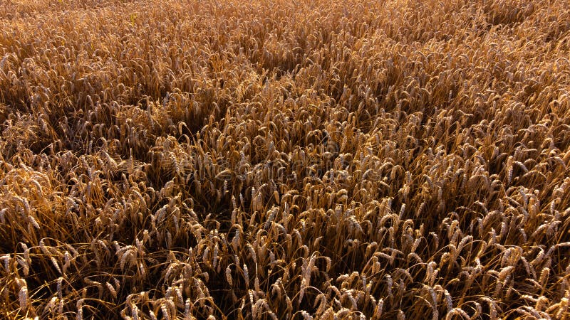 Drone View of Wheet Field at Sunset Stock Photo - Image of landscape ...