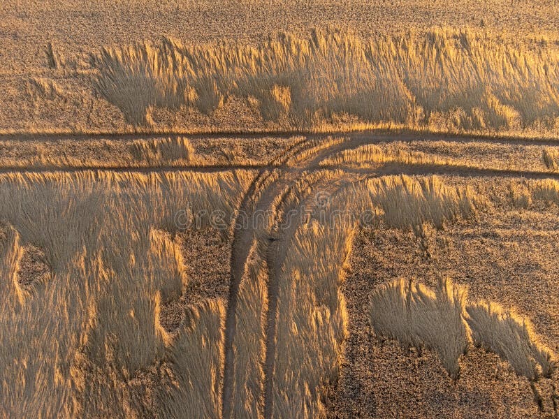 Drone View of Wheet Field at Sunset Stock Photo - Image of land, beach ...