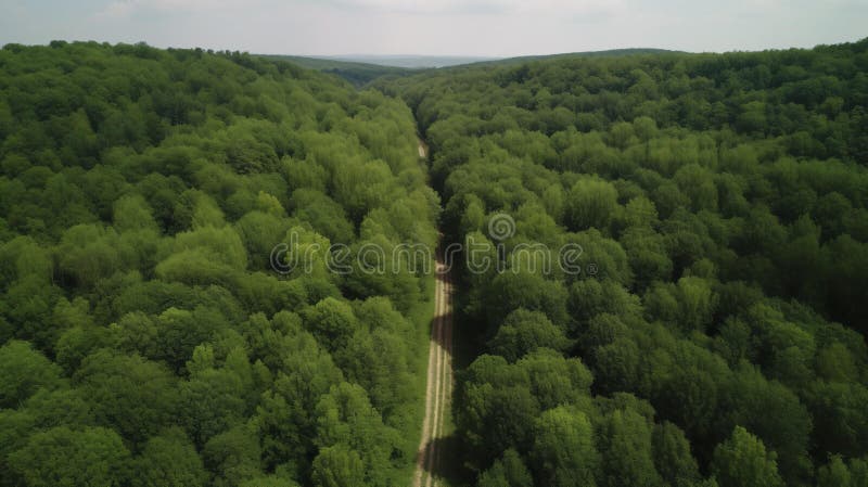 Drone View of Forest with One Road Generative Ai Stock Illustration ...