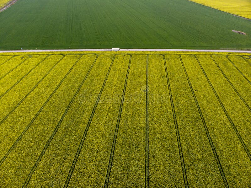 Drone View of Yellow Seed Fields Stock Image - Image of view, summer ...