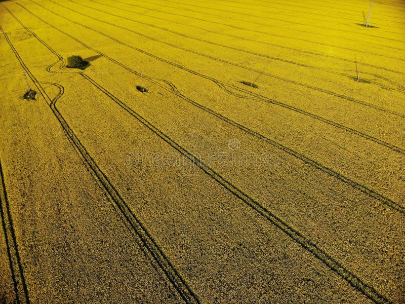 Drone View of Yellow Seed Fields Stock Image - Image of fresh, meadow ...