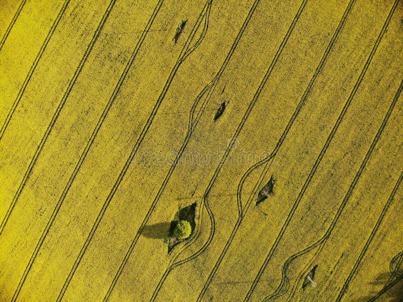 Drone View of Yellow Seed Fields Stock Image - Image of flight, field ...