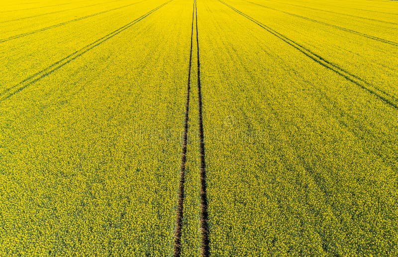 From the Drone, a Yellow Rapeseed Field with Lines and Patterns Stock ...