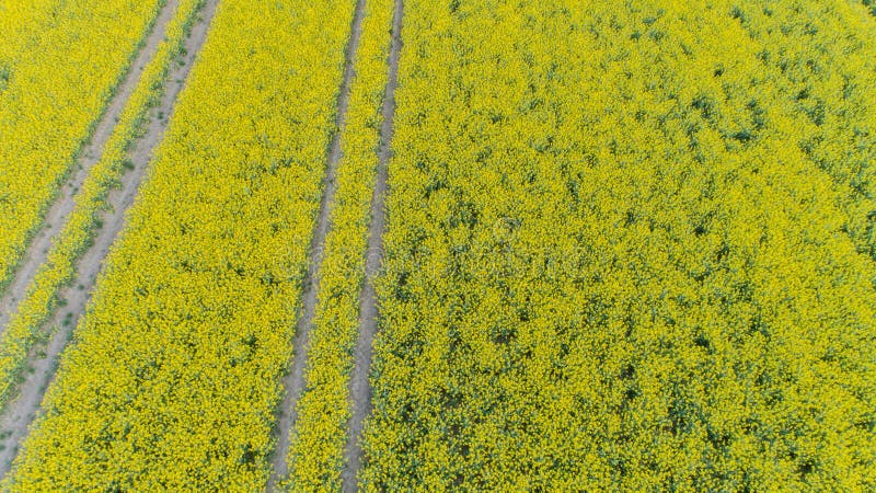 Drones Flight and Aerial View Over a Field Stock Photo - Image of plant ...